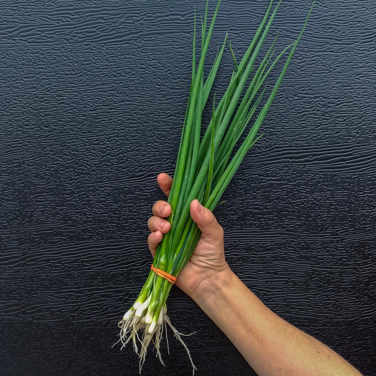 Oignon vert bio en botte – nordvie